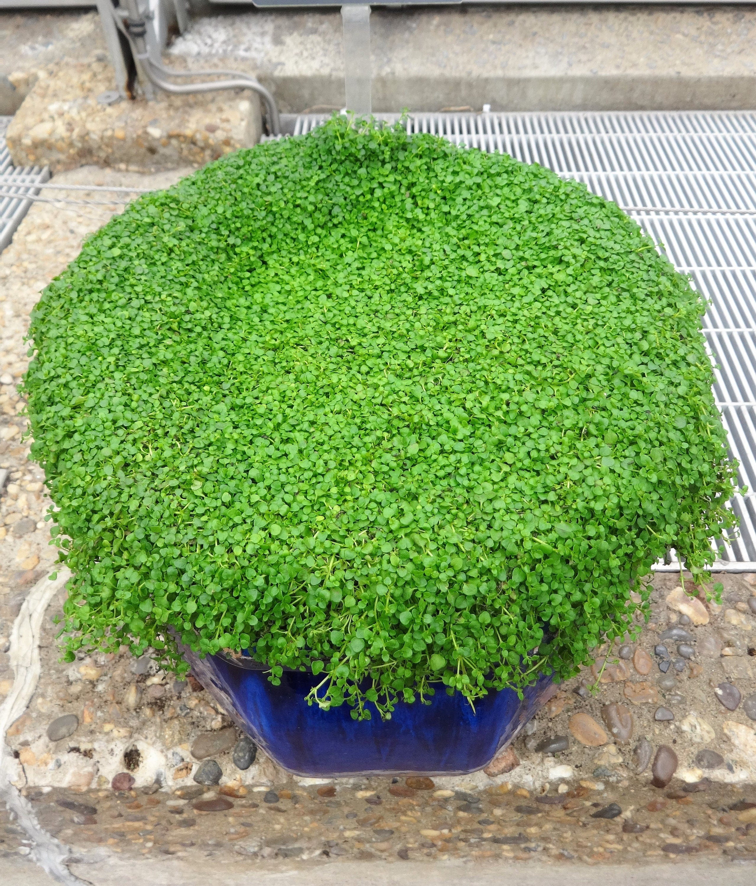 1g Corsican Mint Mentha Requienii, Fragrant Herb, Ground Cover Flower ...