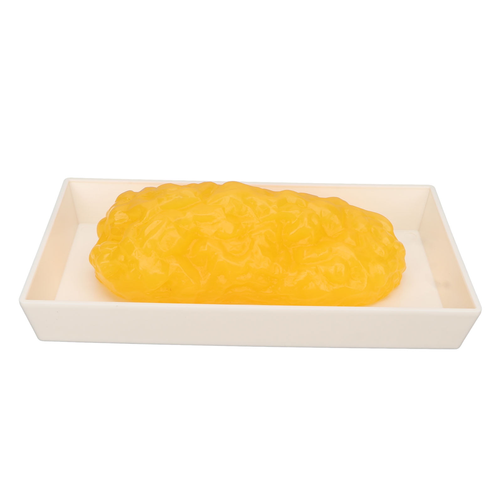 1lb Life-like Human Fat Model for Demonstrating Fatty Tissue, Ideal for ...
