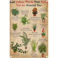WYYP Holiday Gift Best Indoor Plants That The Air Around You Aluminum ...