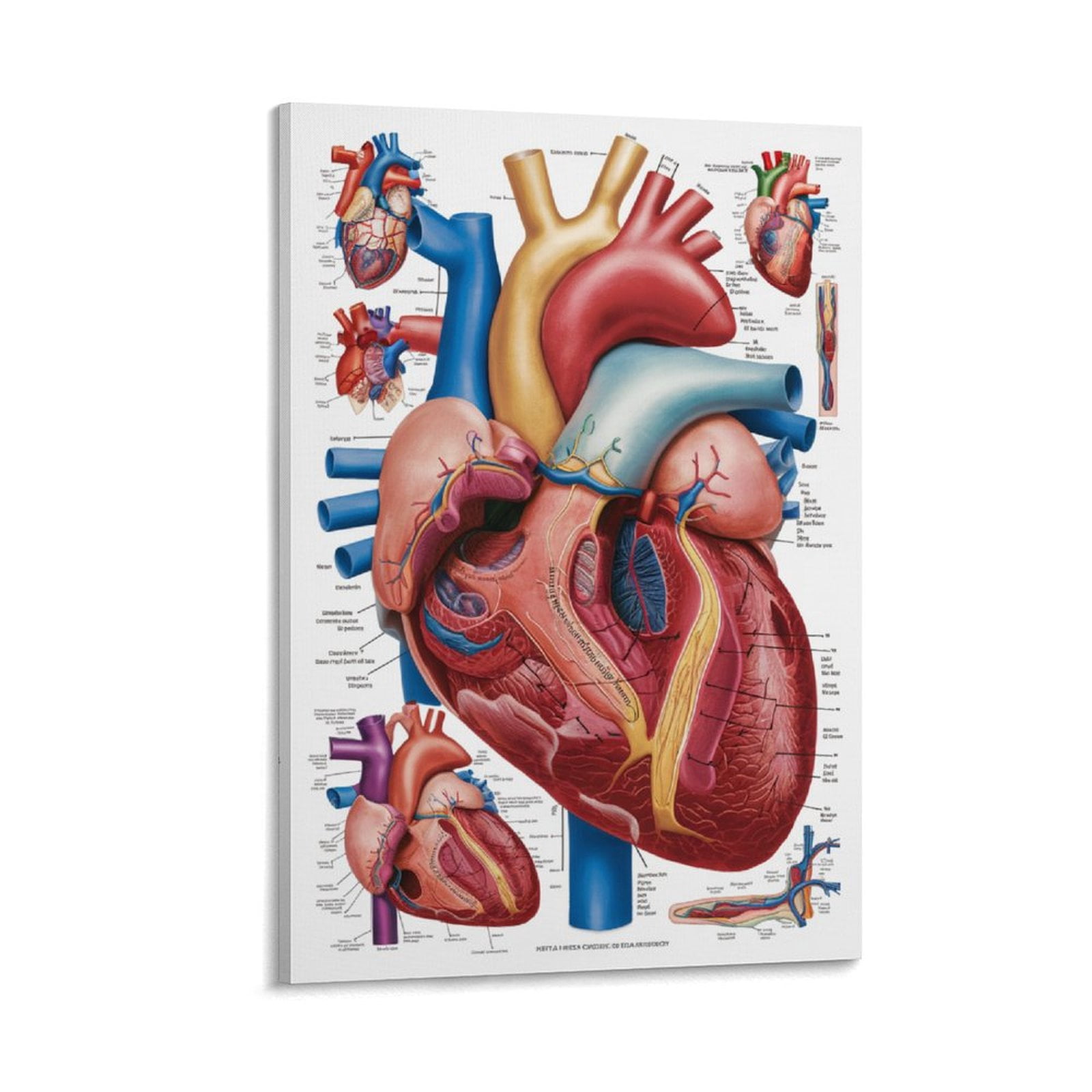 1pc Educational Human Heart Anatomy Poster 2 Pictures Print Wall Art ...