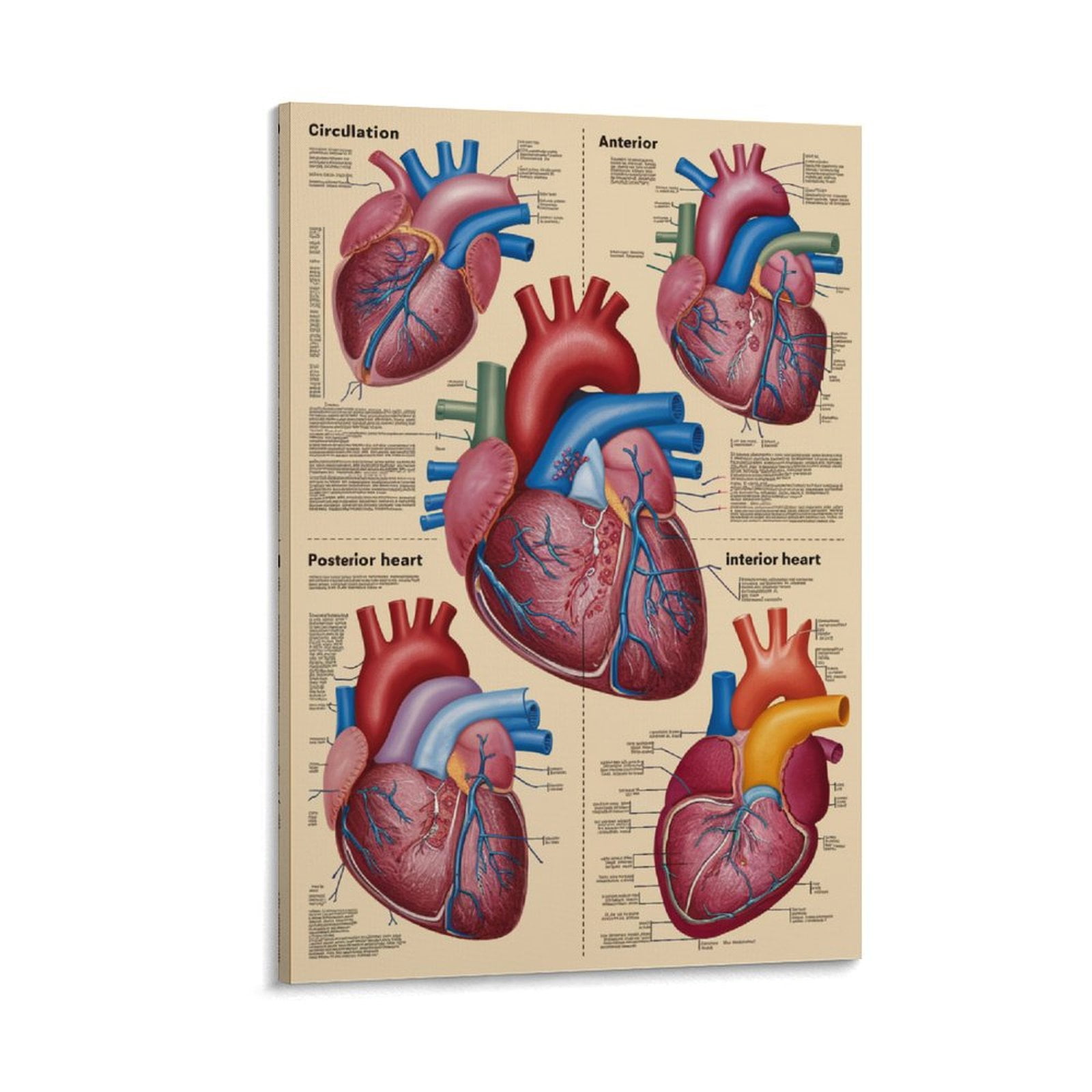 1pc Educational Human Heart Anatomy Poster 3 Pictures Print Wall Art ...