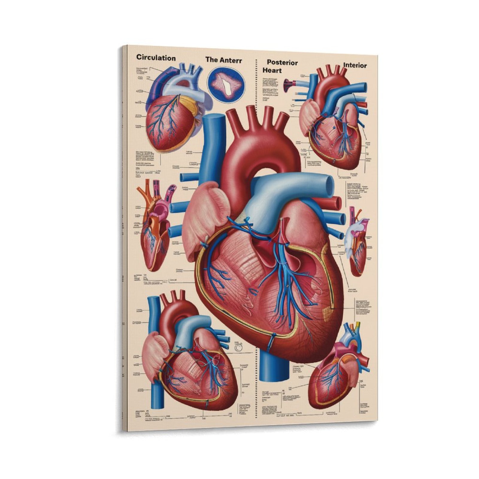1pc Educational Human Heart Anatomy Poster 4 Pictures Print Wall Art ...