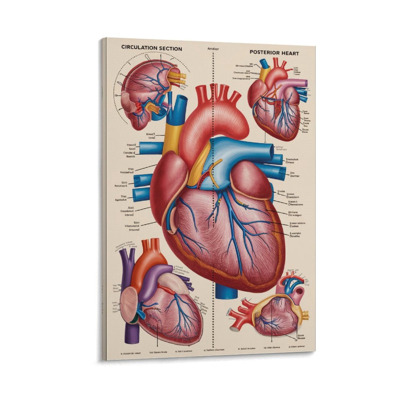 1pc Educational Human Heart Anatomy Poster Pictures Print Wall Art With ...
