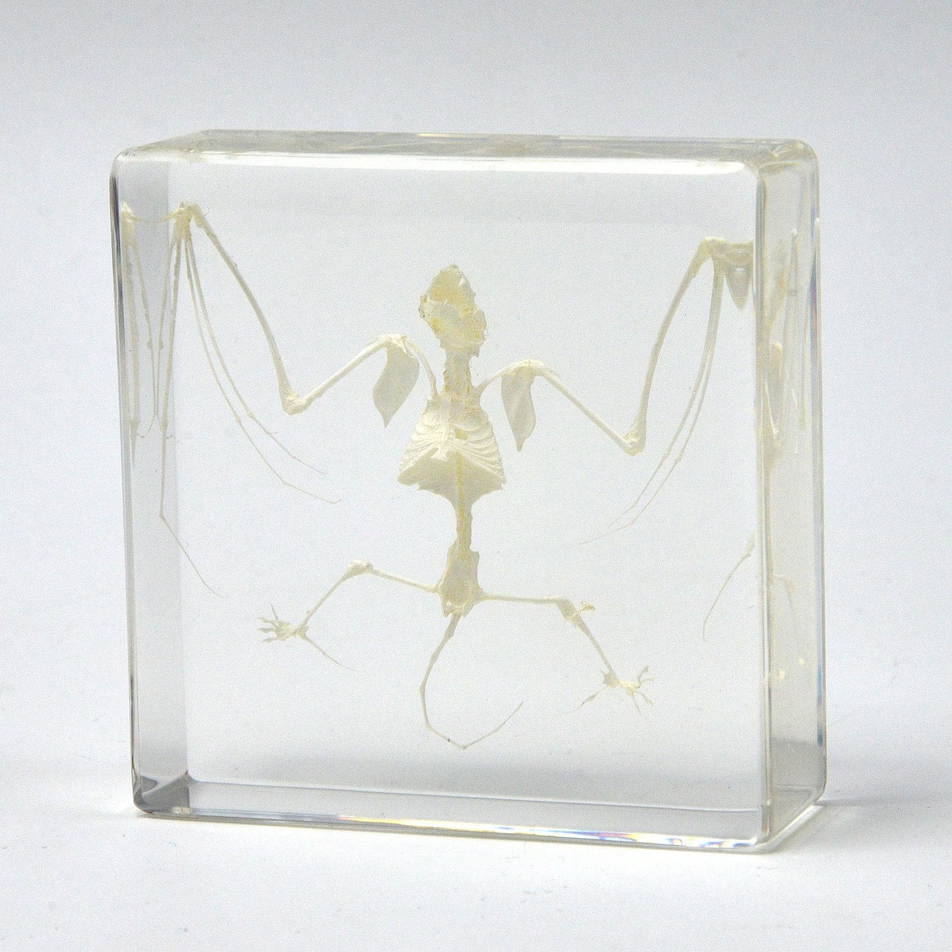 1pc Giant Transparent Natural Insect Spider Bat,Rare Giant Insect ...
