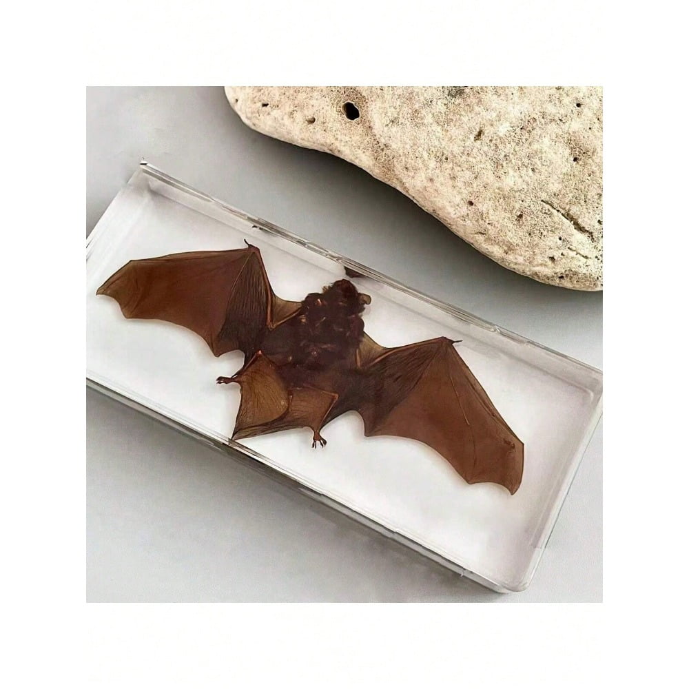 1pc Giant Transparent Natural Insect Spider Bat, Rare Giant Insect ...