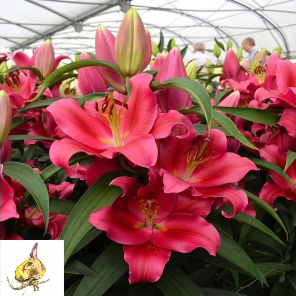 1pcs Lily Asiatic Lilium Bulbs Mixed Lilies,Lily Bulbs for Planting Now ...