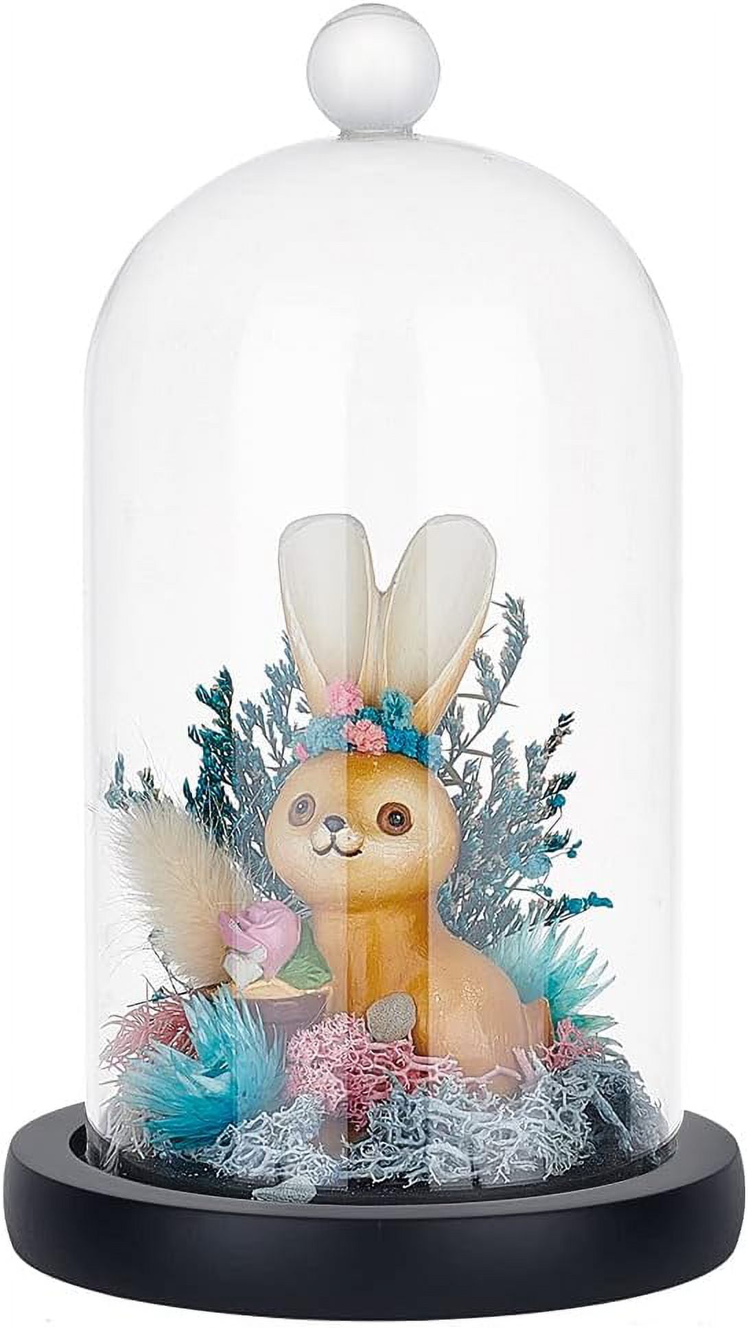 1set Glass Cloche Bell Jar Display Dome Case with Wood Base Glass ...