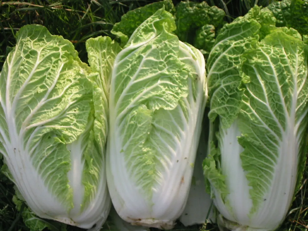 2,000 Chinese Michili Cabbage - Non-GMO Heirloom Cabbage Seeds ...