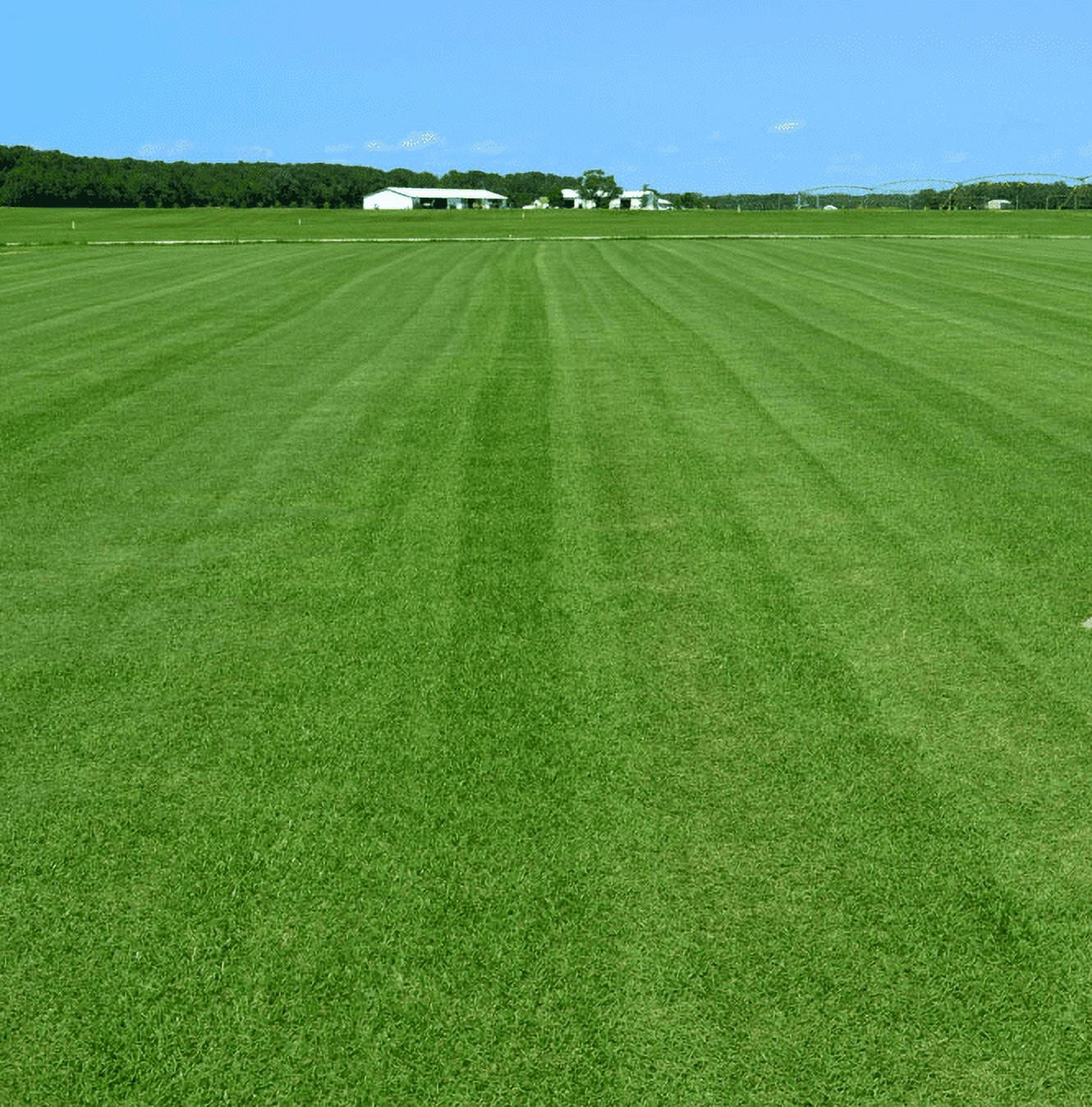 WAROON Emerald Zoysia Grass Seeds, Dense Ornamental Lawn, 2,000 Seeds ...