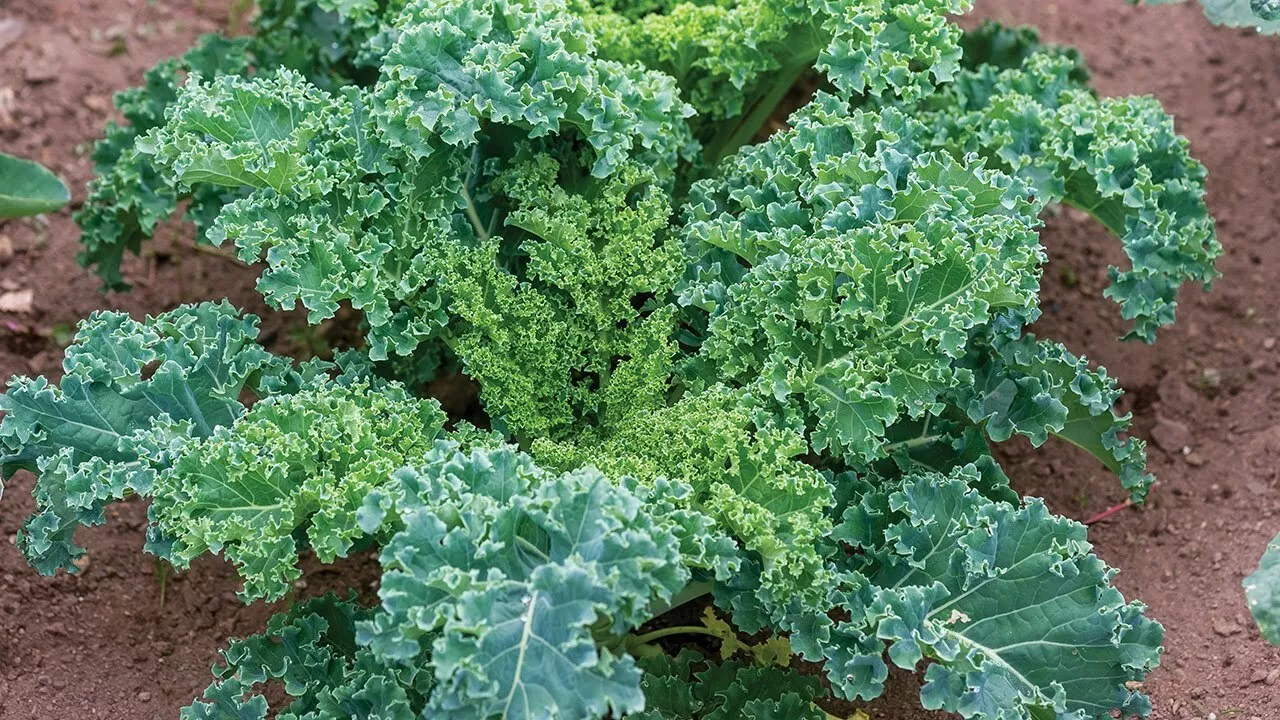 2,000 Kale Seeds - Dwarf Blue Curled - Dwarf Blue Scotch - Non-GMO ...