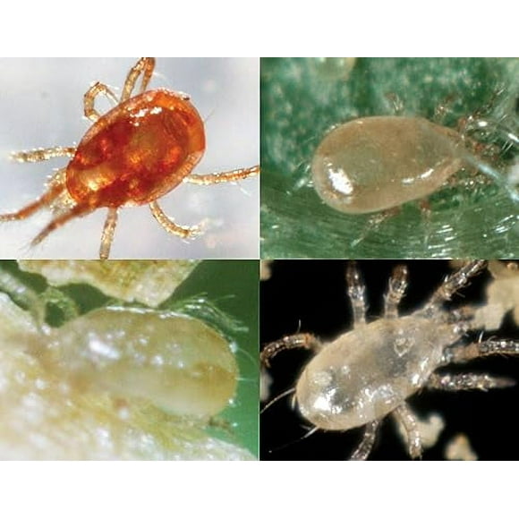 Predatory Mites