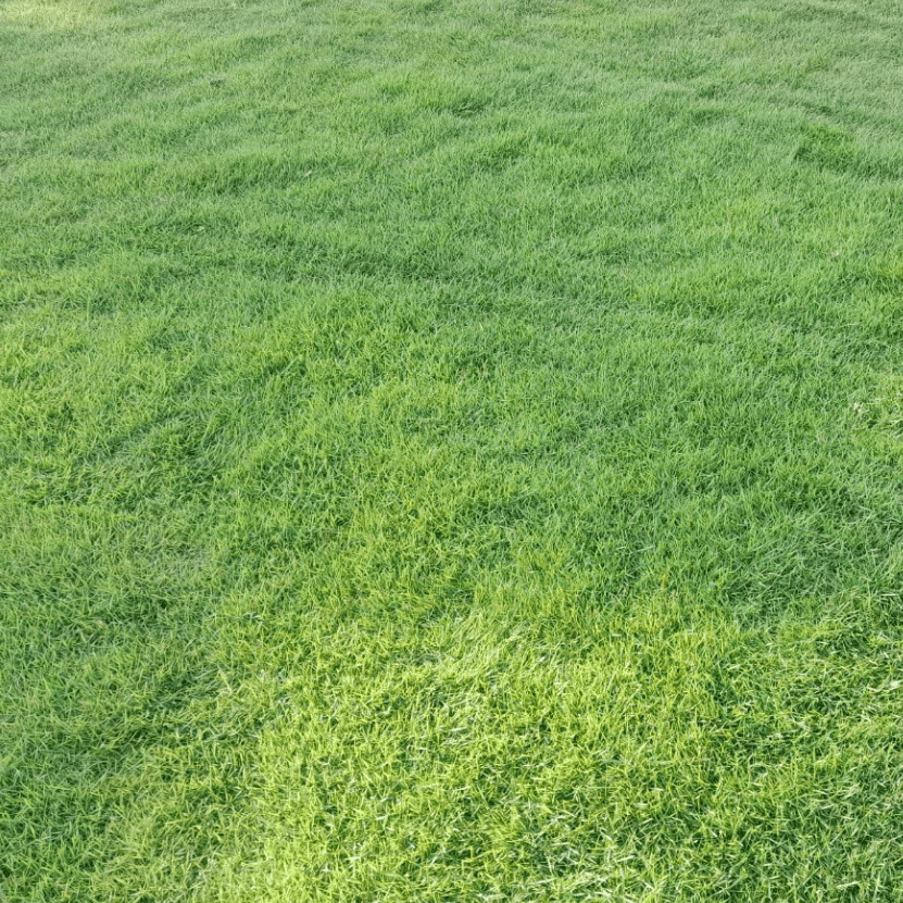 2.000 Zoysia Emerald Grass Seeds for Lawn, Zoysia Grass Lawngrass Seeds ...