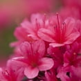 2.25 Gal. Pot, Girard Rene Pink Azalea Potted Flowering Broadleaf ...