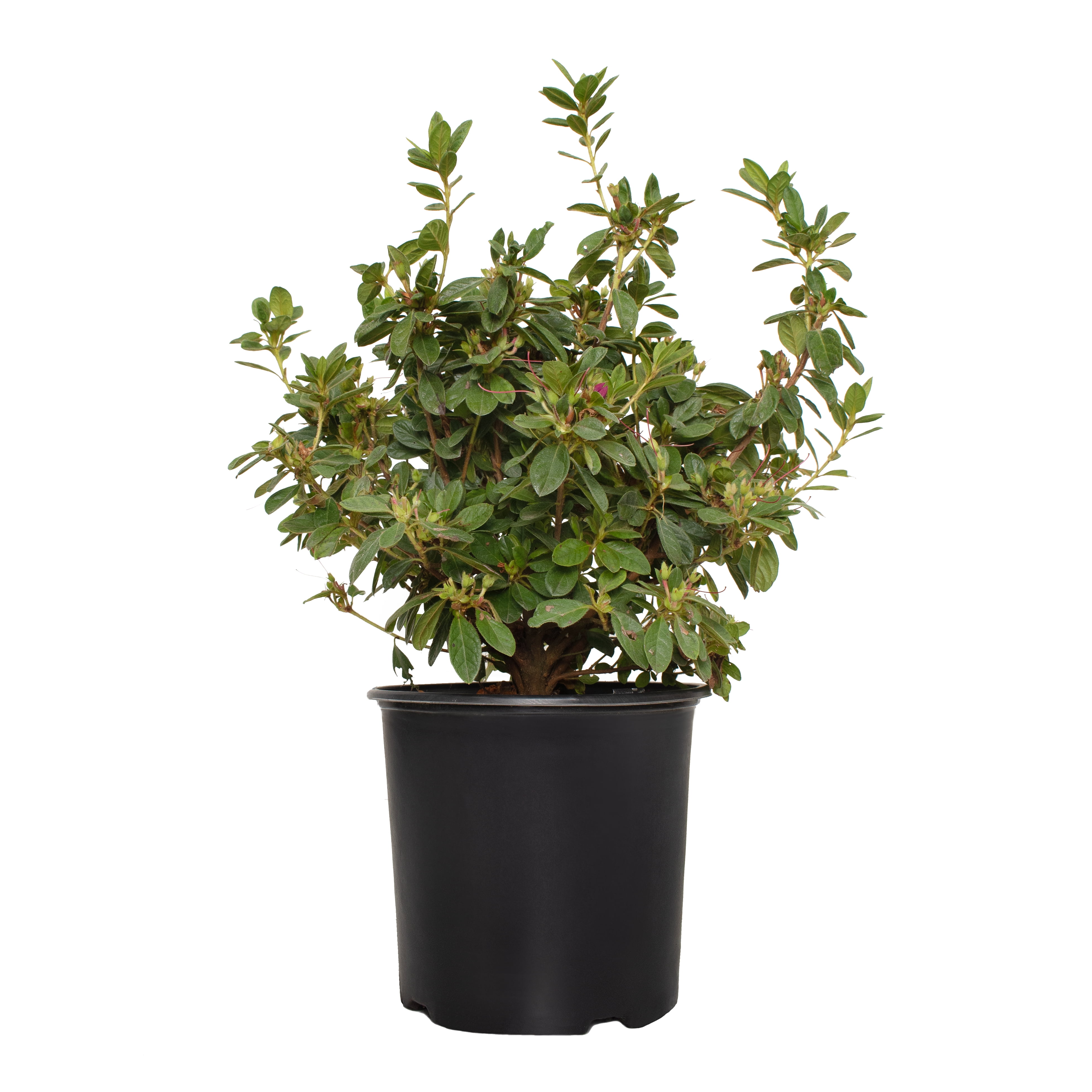 2.25 gal. Azalea Pride of Mobile Live Shrub with Full Sun - Walmart.com