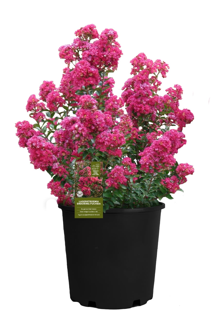 2.25 gal Crape Myrtle Enduring Fuchsia™ Live Shrub with Full Sunlight ...