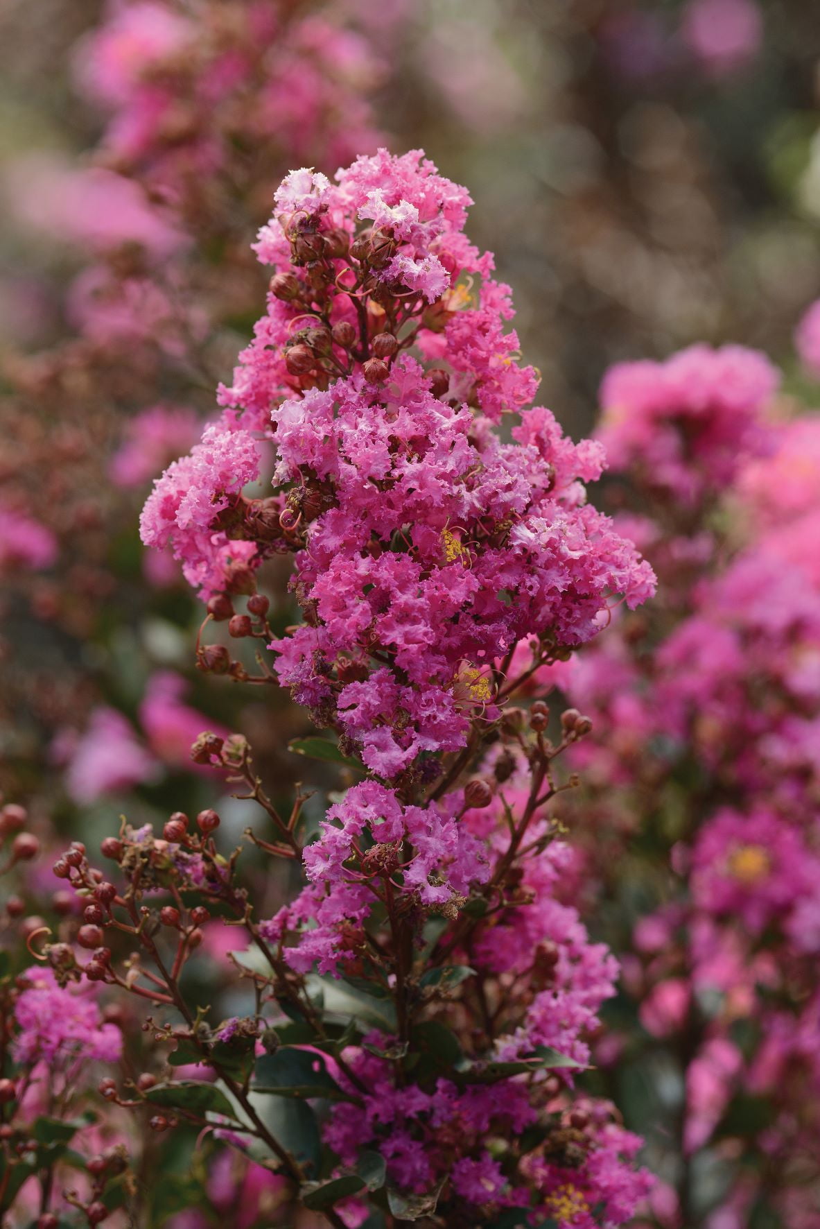 Bloomables 2.25 gal. Crape Myrtle Enduring Lavender Shrub with Lavender ...