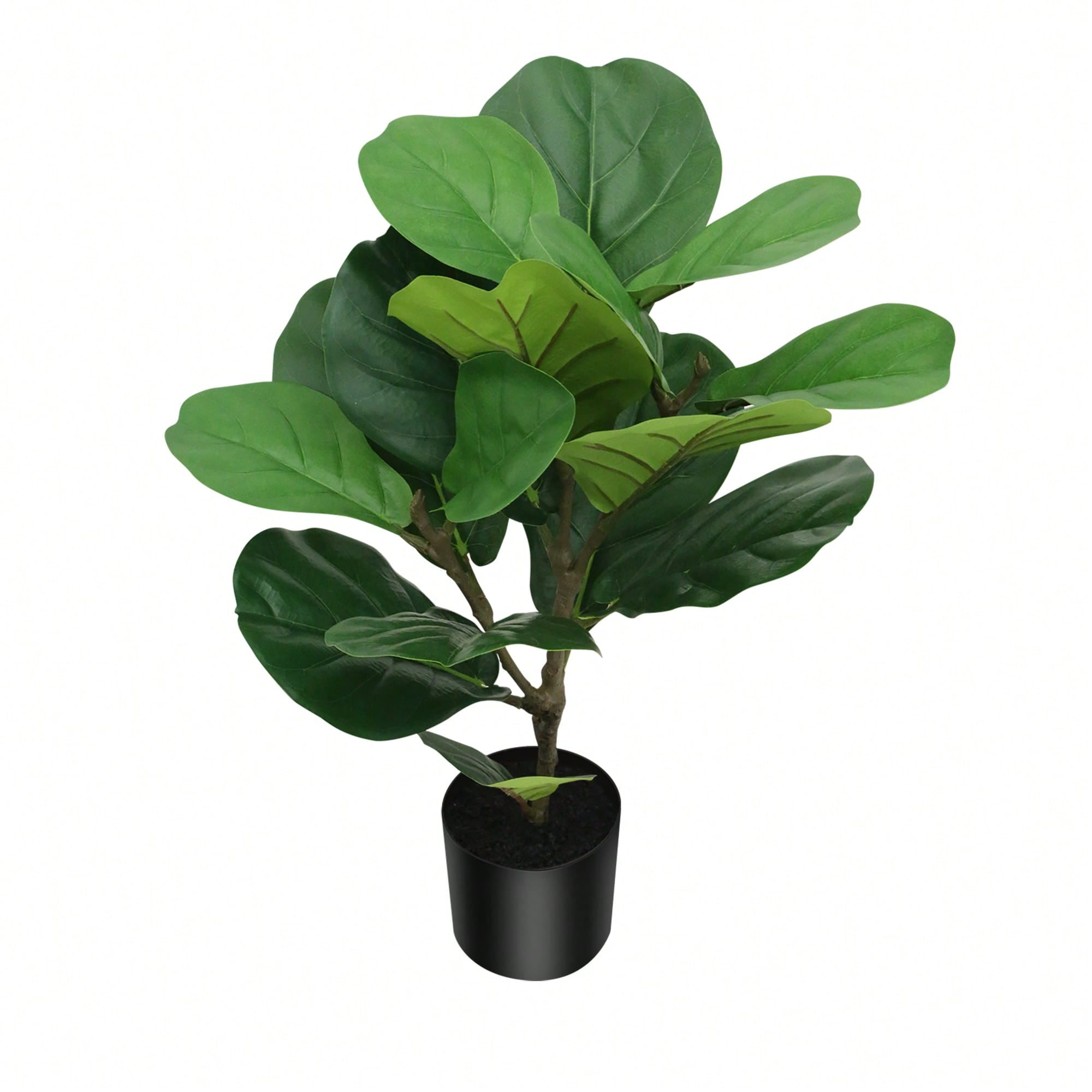 2/3/4/5ft Real Stem Fiddle Leaf Fig Tree In Black Plastic Pot ...