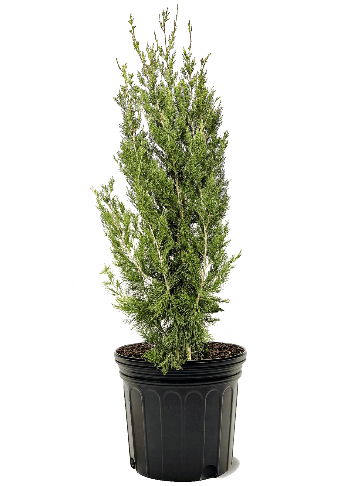 Expert Gardener 3-4 ft. tall Carolina Sapphire Cypress Live Tree in 7 ...