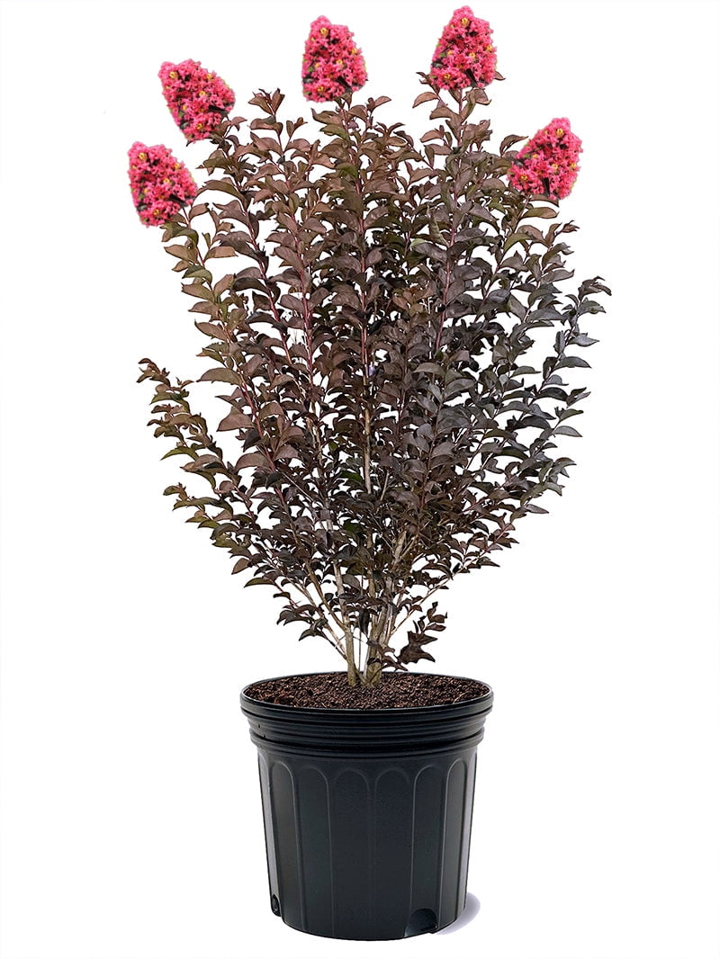 2-3 ft. Center Stage Pink Crape Myrtle Tree - Walmart.com