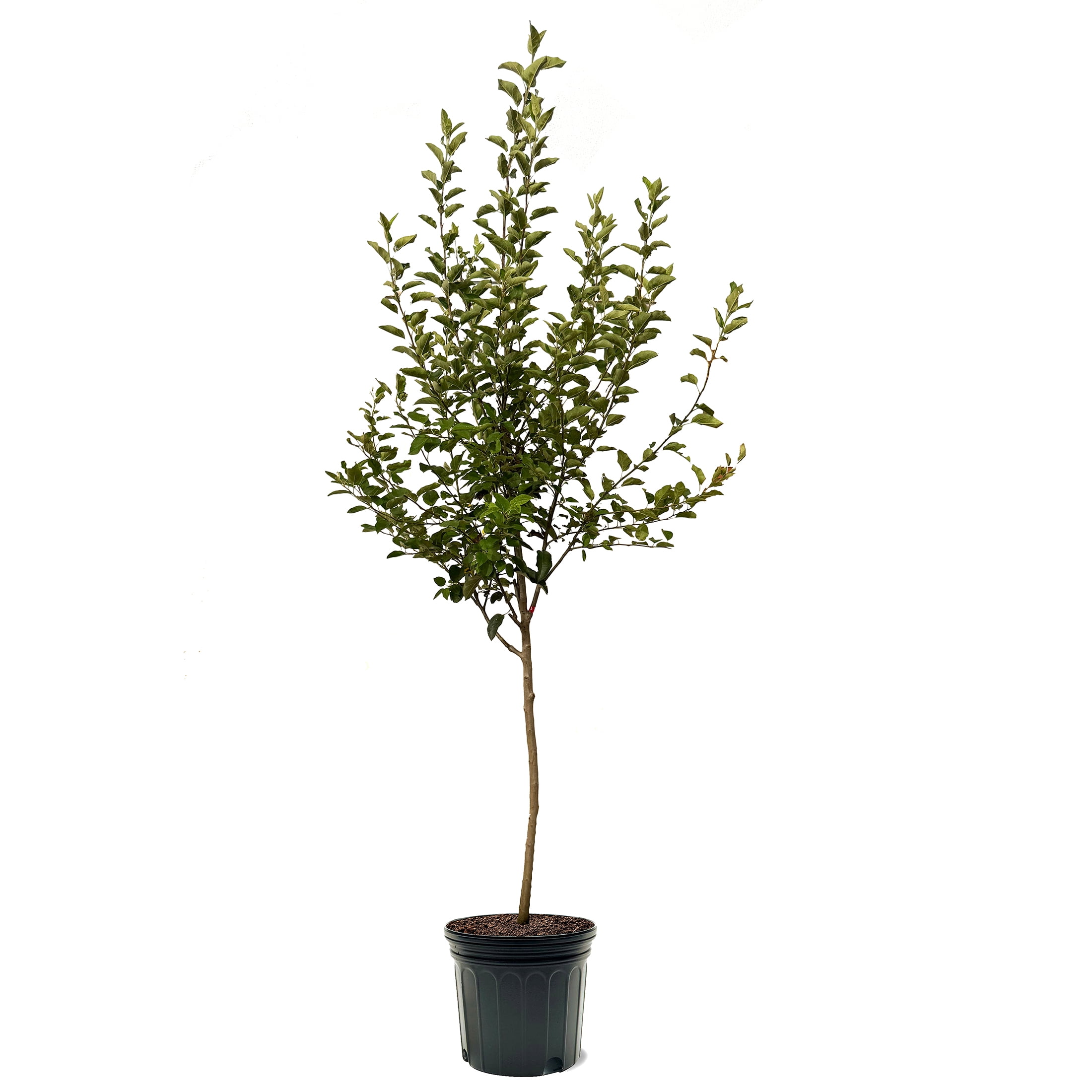 Expert Gardener 3-4 ft tall Honey Gold Apple Live Tree in 7-Gallon ...