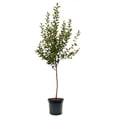 Expert Gardener 3-4 ft tall Honey Gold Apple Live Tree in 7-Gallon ...