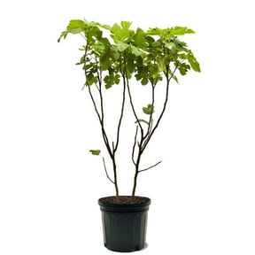 Expert Gardener 2-3 ft. tall Texas Everbearing Fig Live Tree in 5 ...