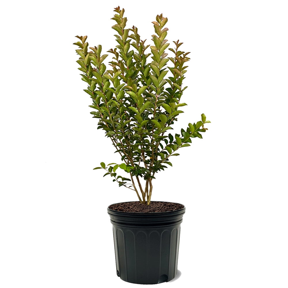2-3 ft. Miss Sandra Crape Myrtle in Nursery Pot - Walmart.com