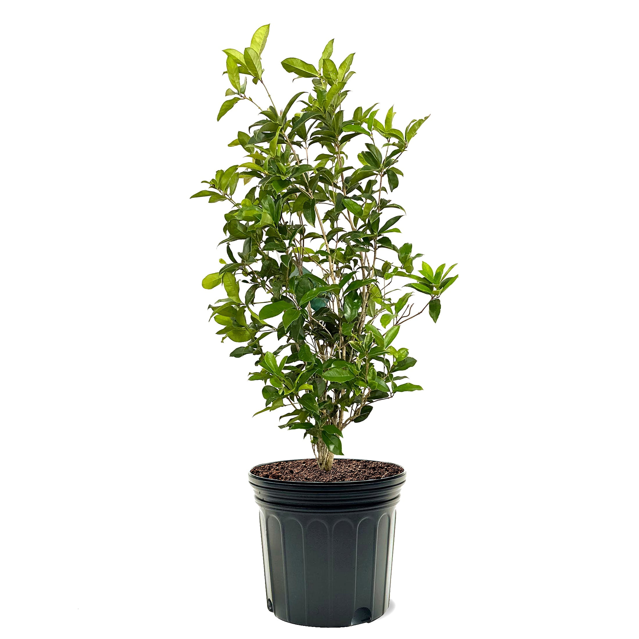 Expert Gardener 3-4 ft tall Sweet Tea Olive Live Shrub in 7-Gallon ...