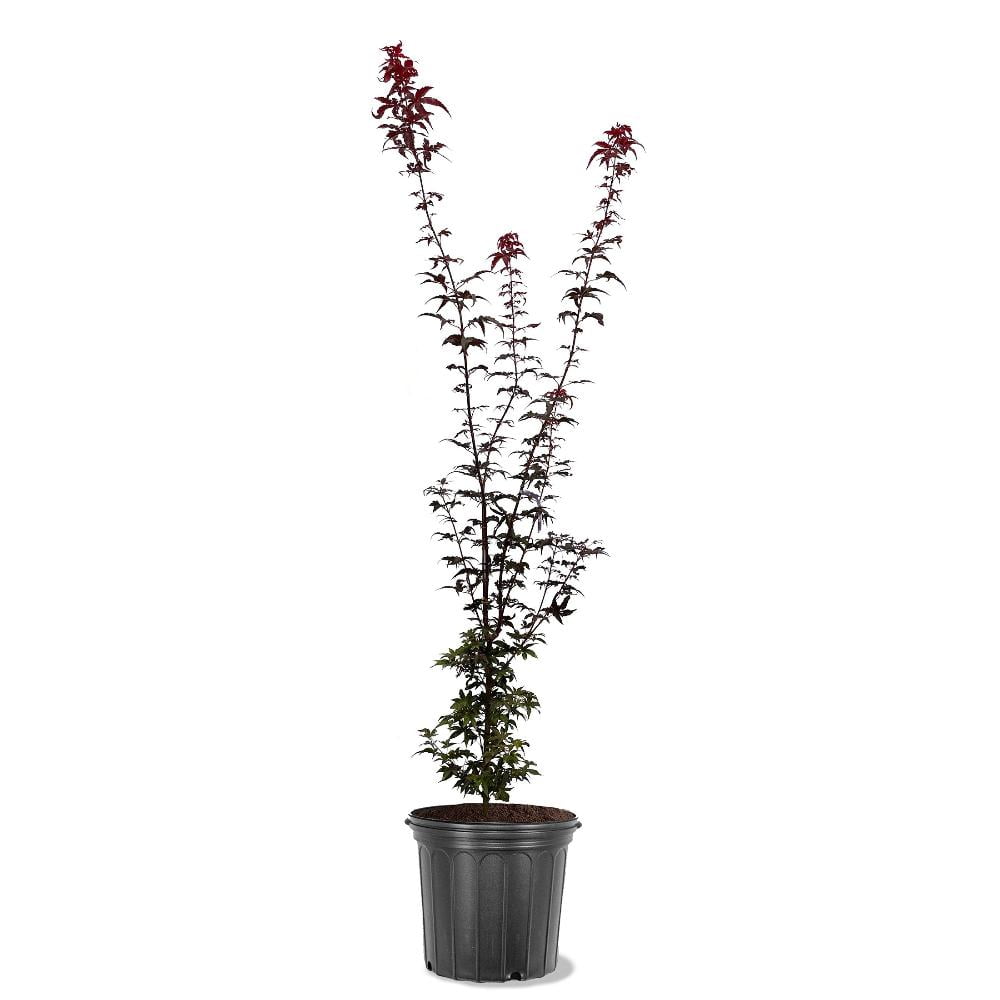 Expert Gardener 2-3 ft. tall Twombly's Red Sentinel Japanese Maple Live ...