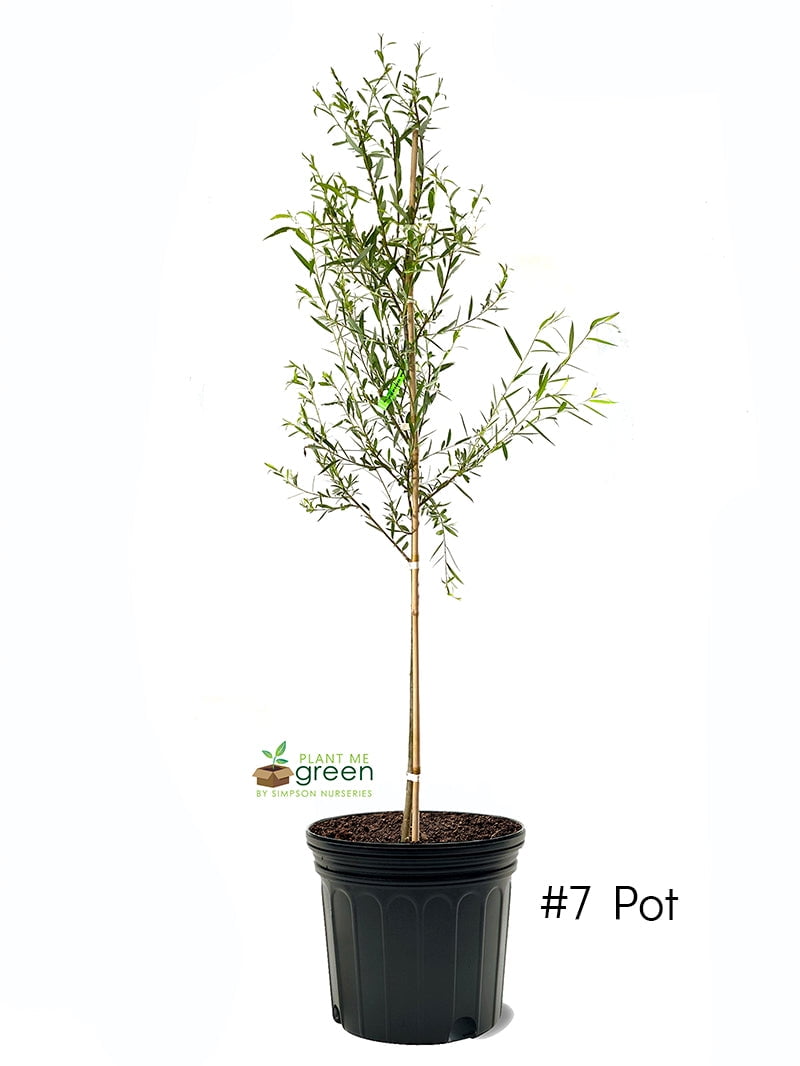Expert Gardener 3-4 ft. tall Weeping Willow Live Tree in 7-Gallon ...