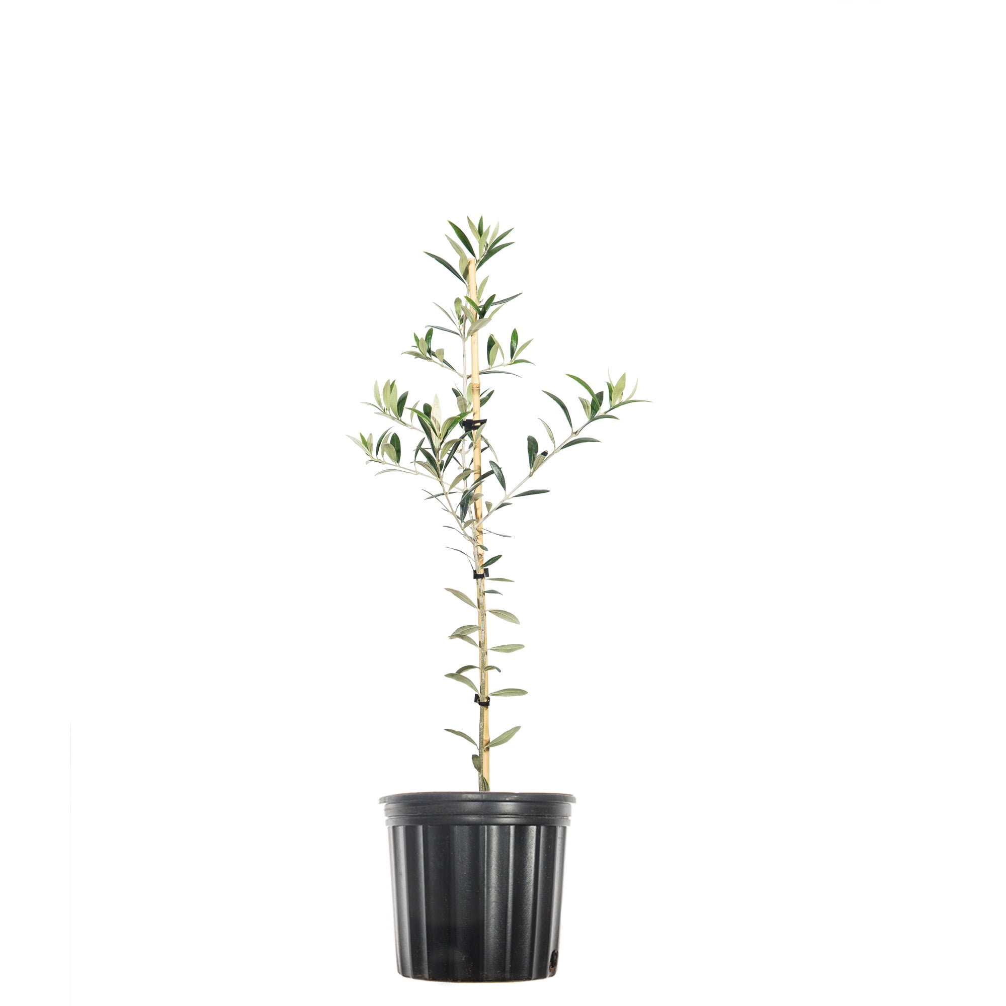 2-3ft Arbequina Olive Tree - Edible Olives - Self Pollinating - Walmart.com