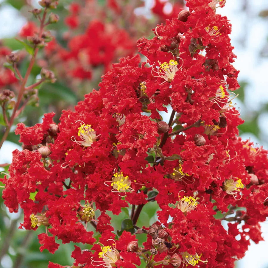 Expert Gardener 2.5 Gal. Miss Frances Crape Myrtle Tree with Red Blooms and Green Foliage ...