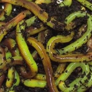 Nightcrawlers