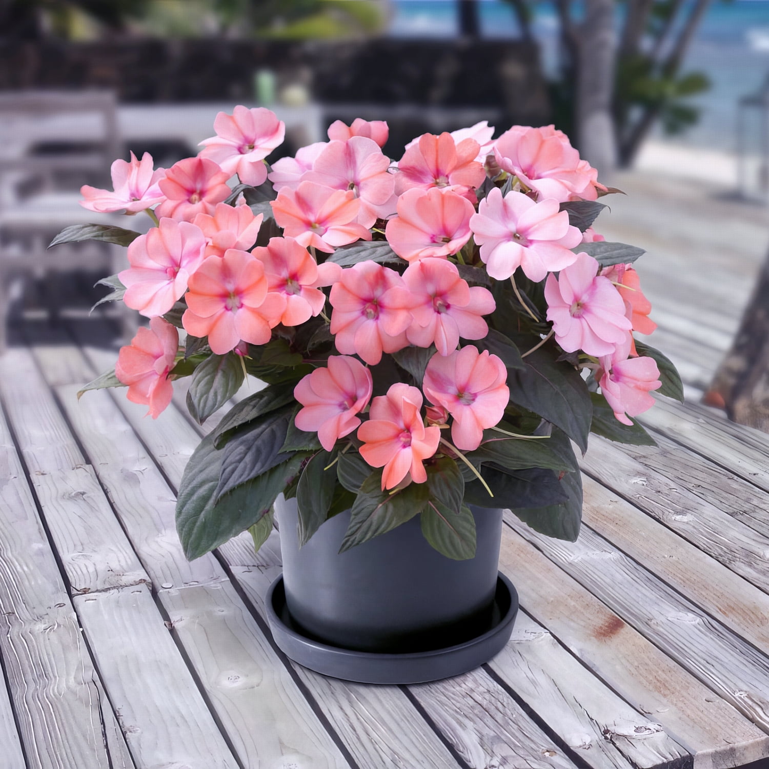 2.5 in. Impatiens Compact Blush Pink Live Annual SunPatiens With Full ...