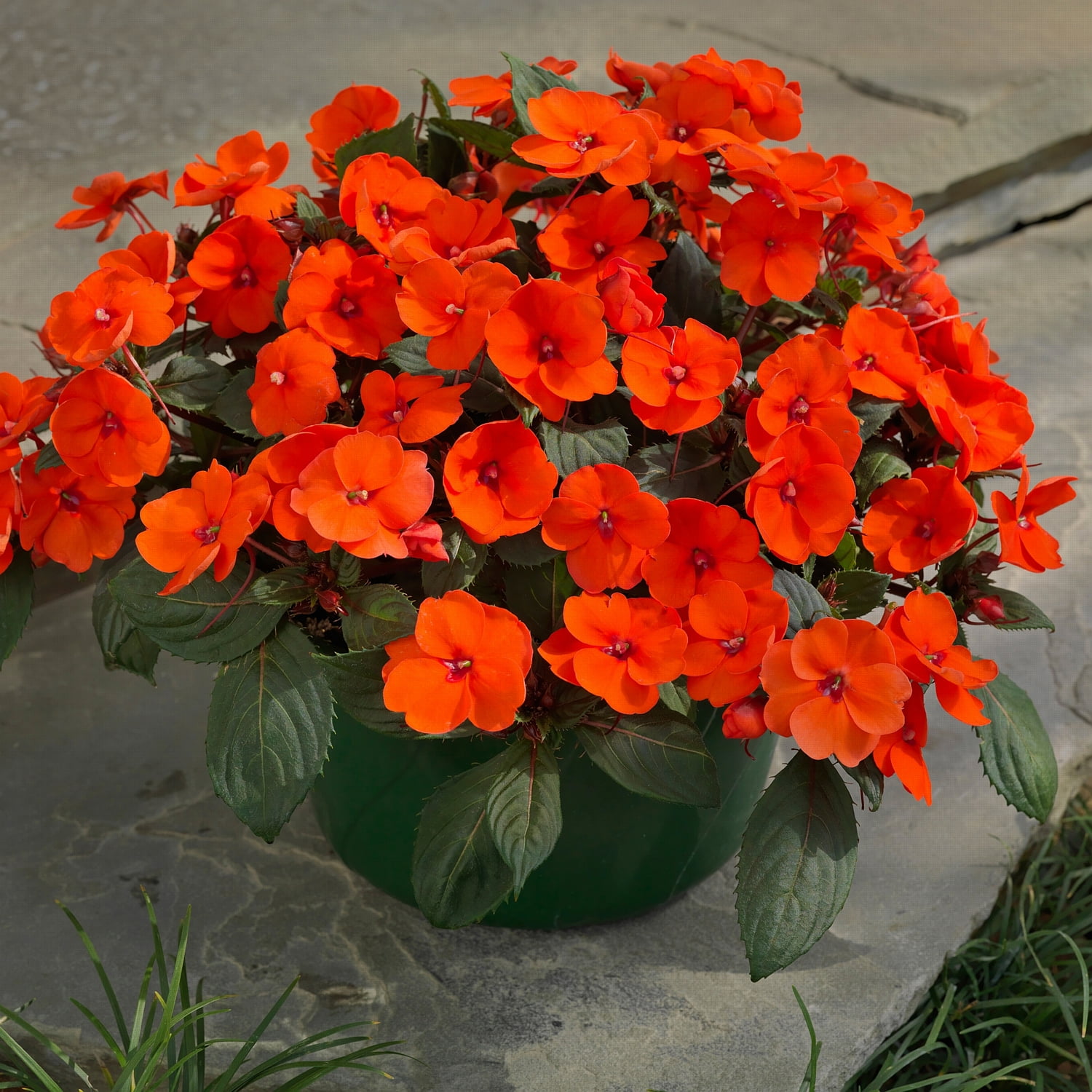 2.5 in. Impatiens Compact Hot Coral SunPatiens (3-Pack) - Walmart.com