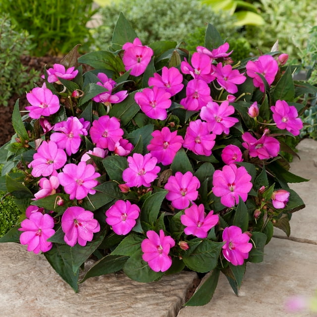 2.5 in. Impatiens Compact Lilac Live Annual SunPatiens With Full ...