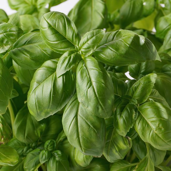 Basil Plants in Herb Plants - Walmart.com