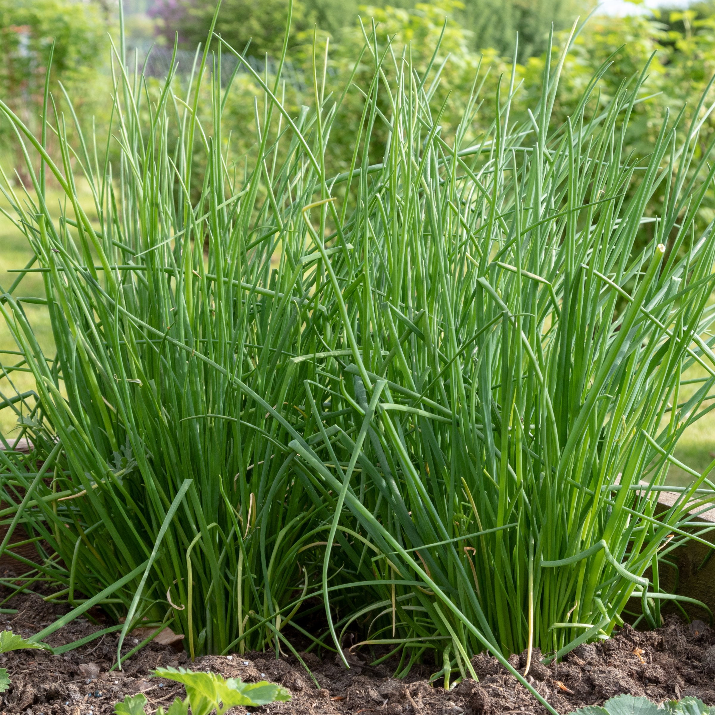 2.5 in. Live Herb Chive Plant (3-Pack) - Walmart.com