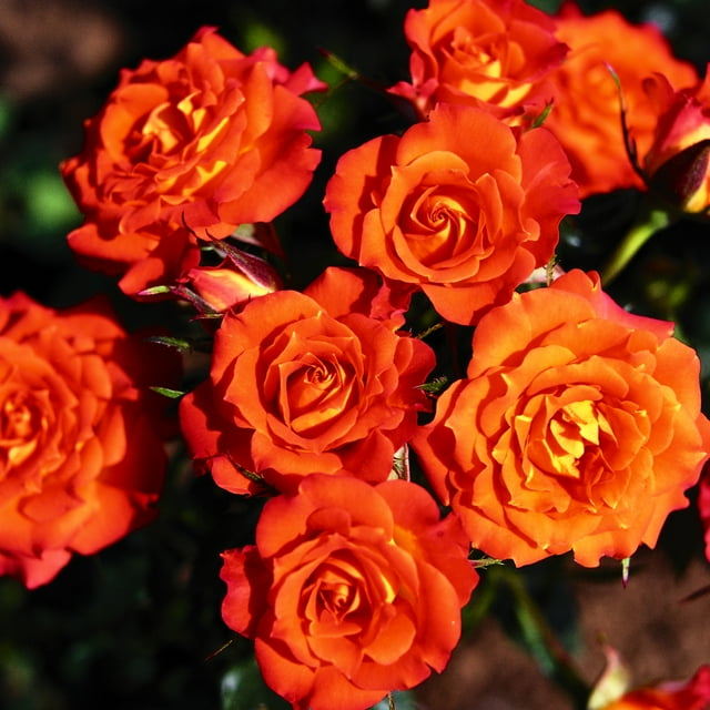 2.5 in. Miniature Rose Mandarin Sunblaze (3-Pack) - Walmart.com