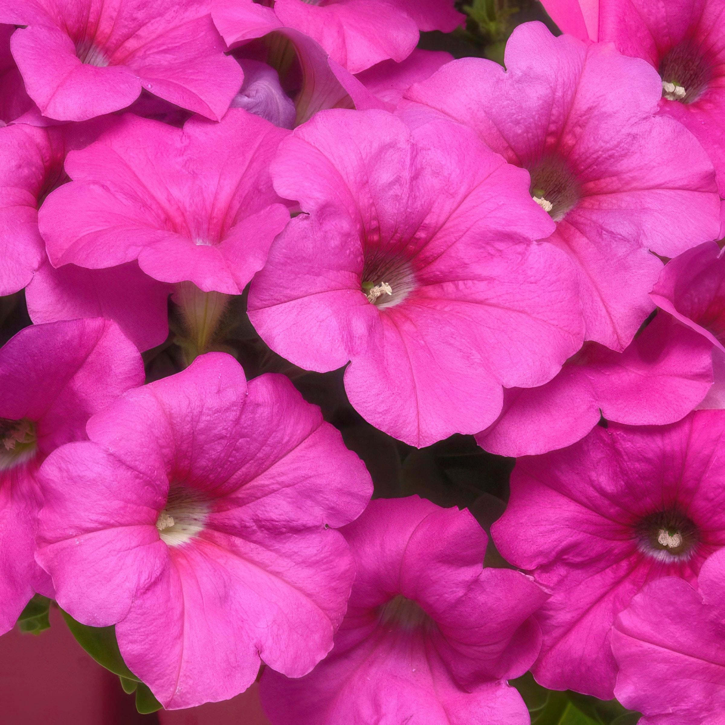 2.5 in. Petunia Easy Wave Neon Rose Petunia Live Annual Plant with Pink ...