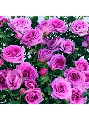 Rose Bushes in Garden Bushes - Walmart.com