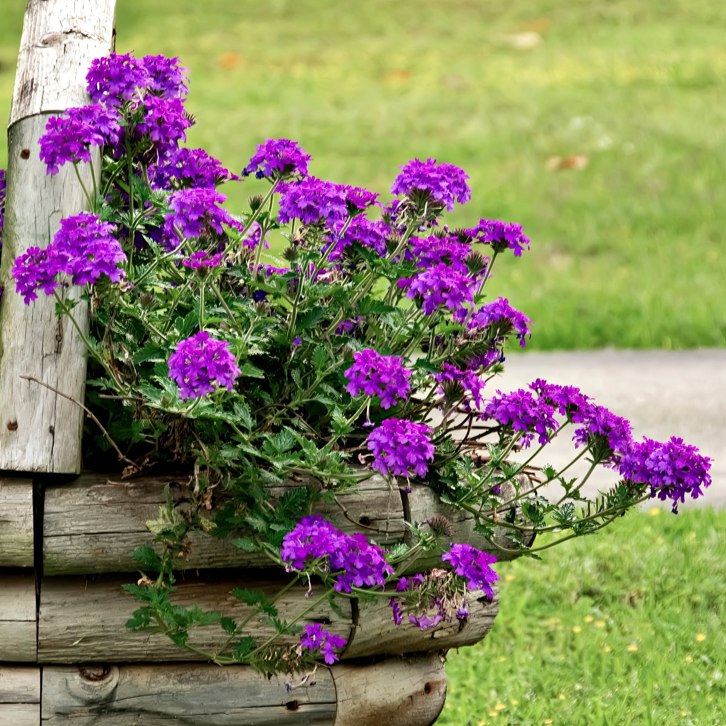 Homestead Purple Verbena