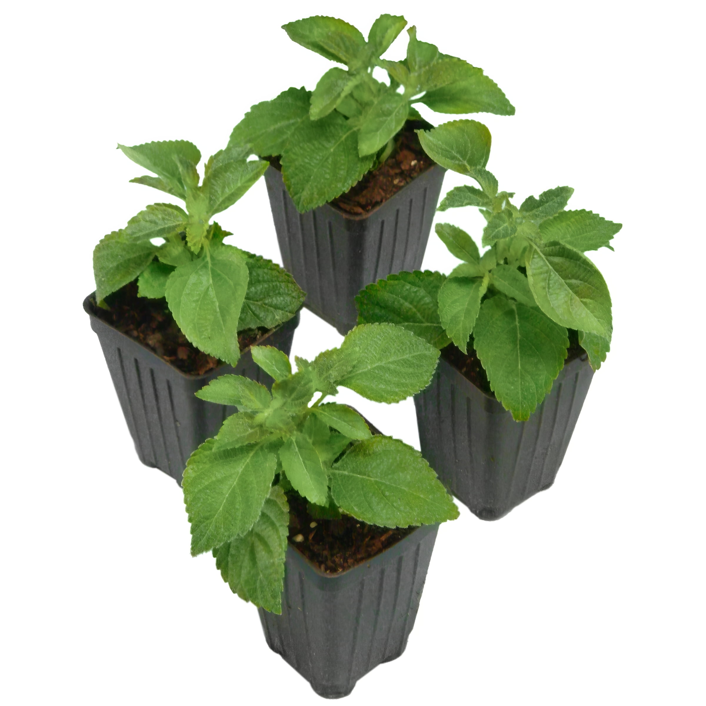 2.5 inch Lantana Bloomify Live Perennial Plant Collection Full Sun (4 ...