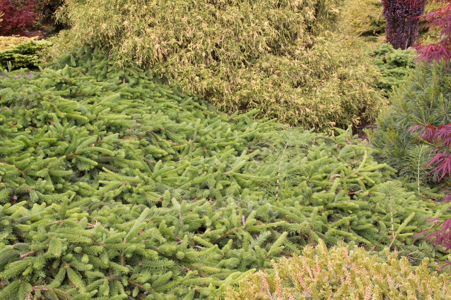 2.50 Qt. Pot, Bird's Nest Spruce Potted Evergreen Shrub - 1 plant per ...