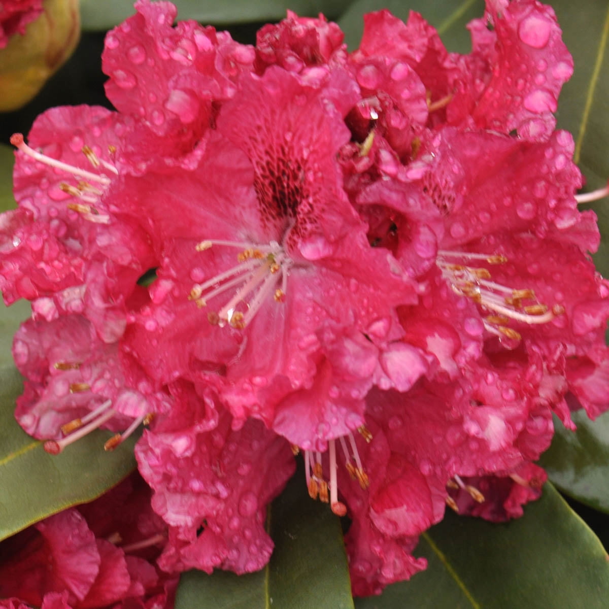 2.50 Qt. Pot, Johanna Azalea Potted Flowering Broadleaf Evergreen Shrub ...