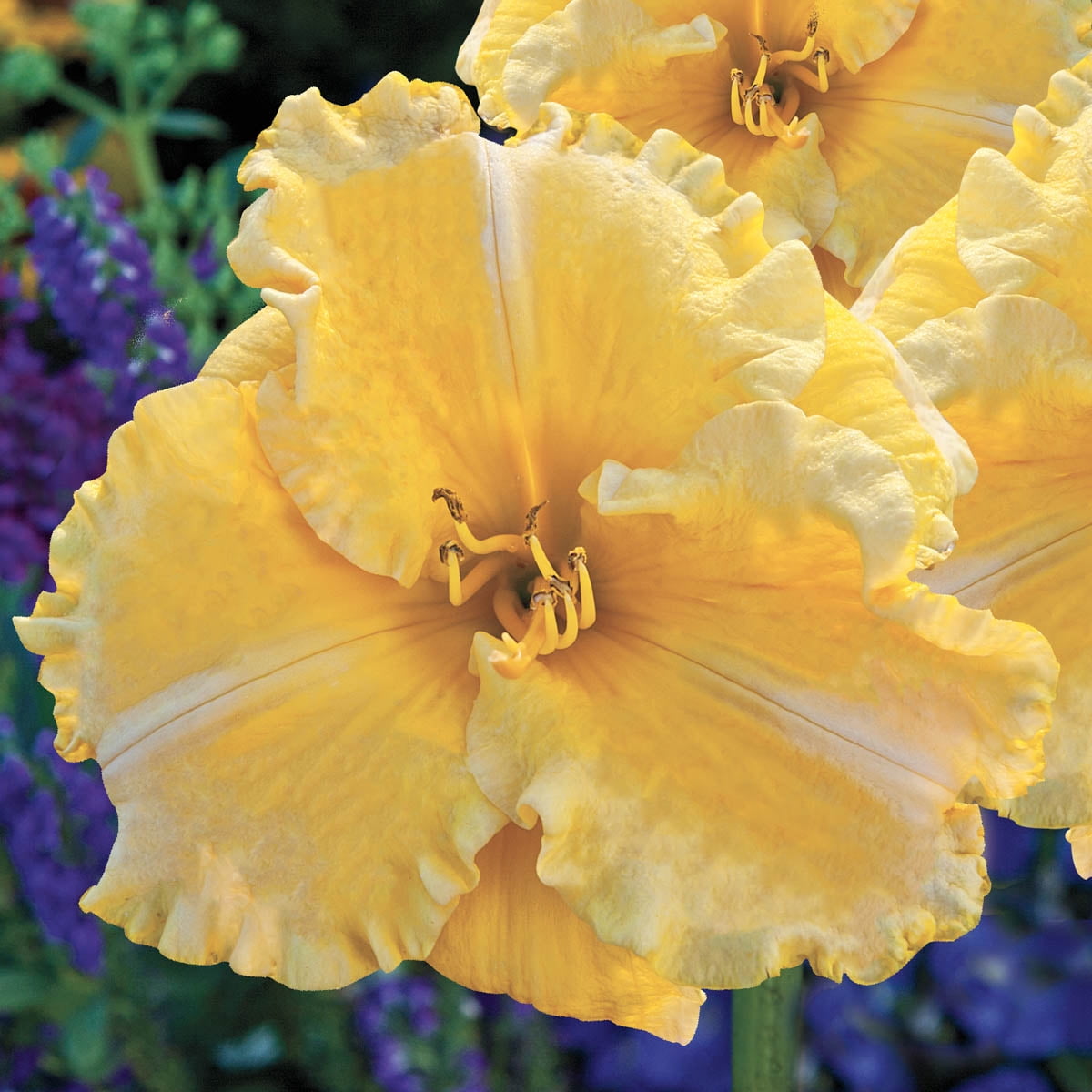 2.50 Qt. Pot, Majestic Moon Daylily Flowering Potted Perennial Plant ...
