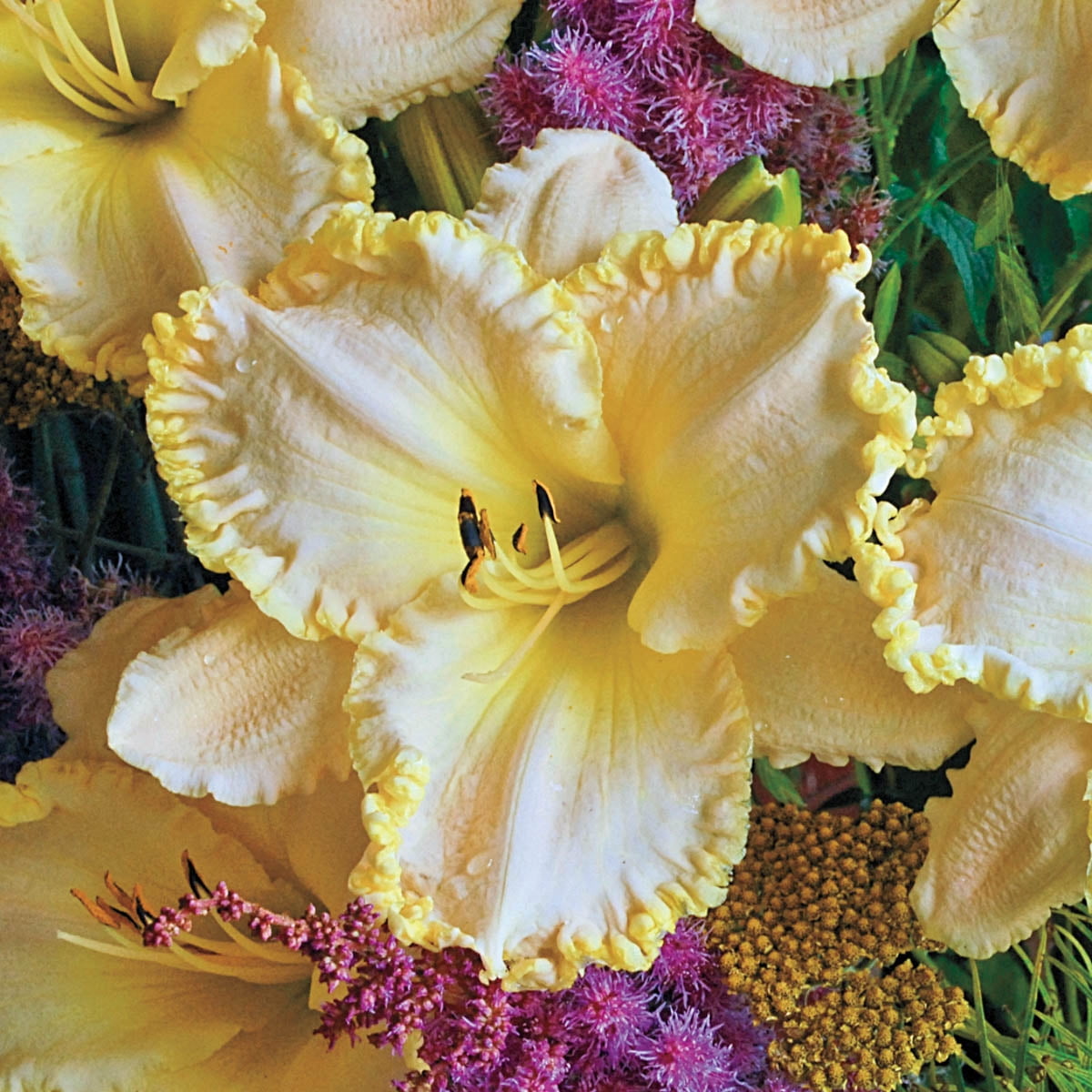 2.50 Qt. Pot, Marquee Moon Daylily Flowering Potted Perennial Plant - 1 ...