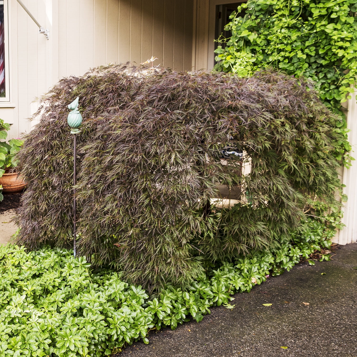 2.50 Qt. Pot, Red Dragon Japanese Maple Ornamental Starter Tree, One ...