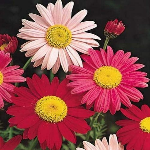 2,500 Chrysanthemum Painted Daisy Seeds - Easy to Grow in Partial Shade ...