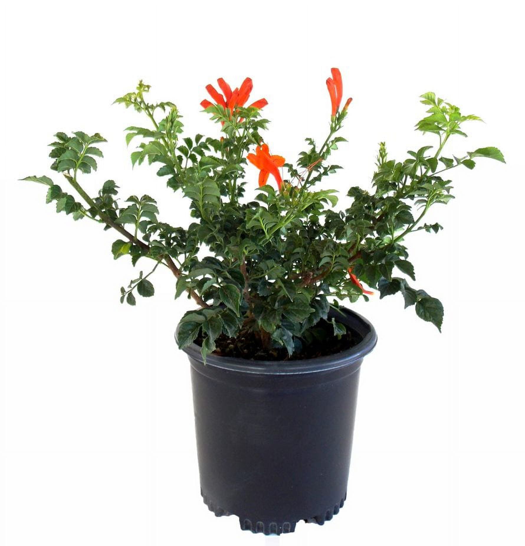 Island Blooms Tecomaria Live Plant in Grower Pot - Walmart.com
